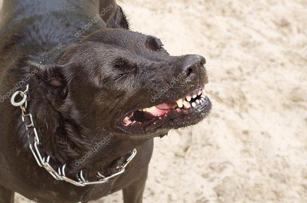 Dog with a wicked grin growl Stock Photo by ©Sonsedskaya 31367623