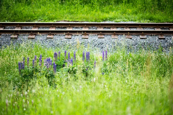 Railway with wild plants Stock Photos, Royalty Free Railway with wild ...