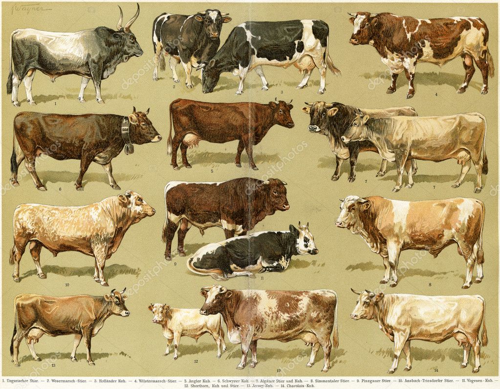 Différentes races de vaches. publication du livre meyers konversations ...