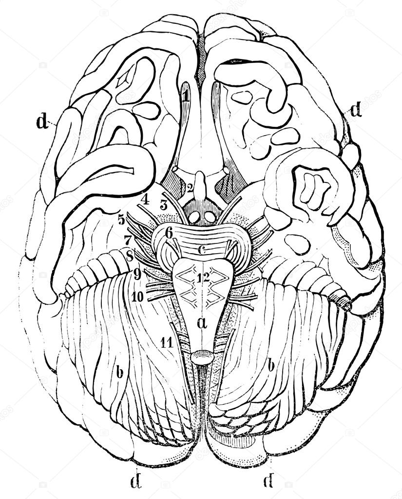 An old engraving of the human brain. The human brain in section. The ...