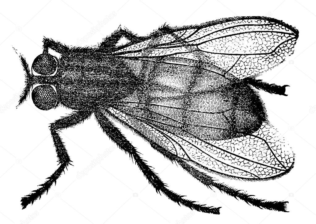 An old engraving shows the housefly (Musca domestica). The book "Natur ...