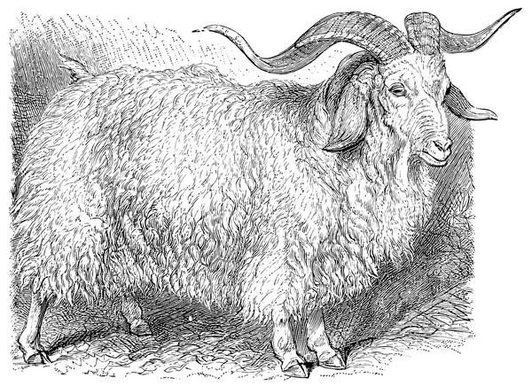 58 Angora goat Vector Images, Angora goat Illustrations | Depositphotos