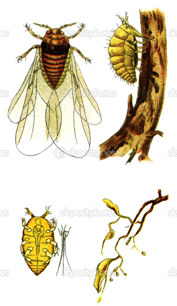 Insect pest Grape phylloxera (Daktulosphaira vitifoliae). Stock Vector ...