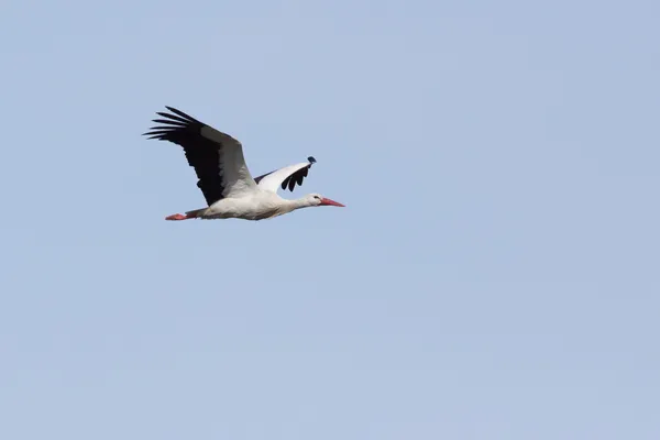 6,820 Flying stork Stock Photos | Free & Royalty-free Flying stork ...