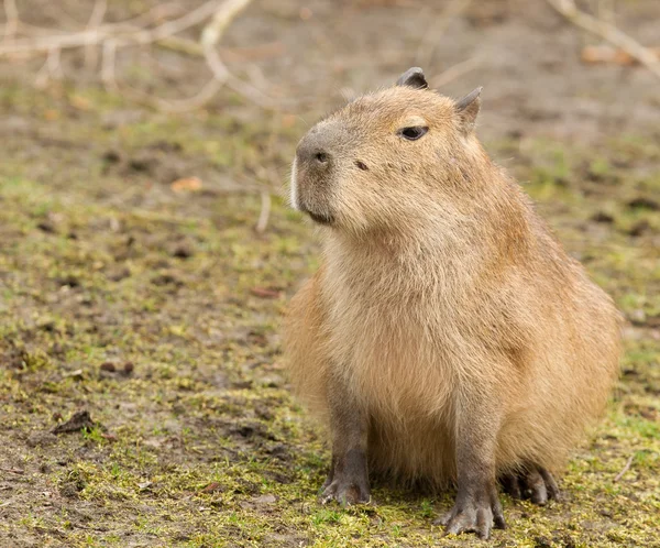 Filhote de Capivara sentado — Fotografias de Stock © ijdema #24275949