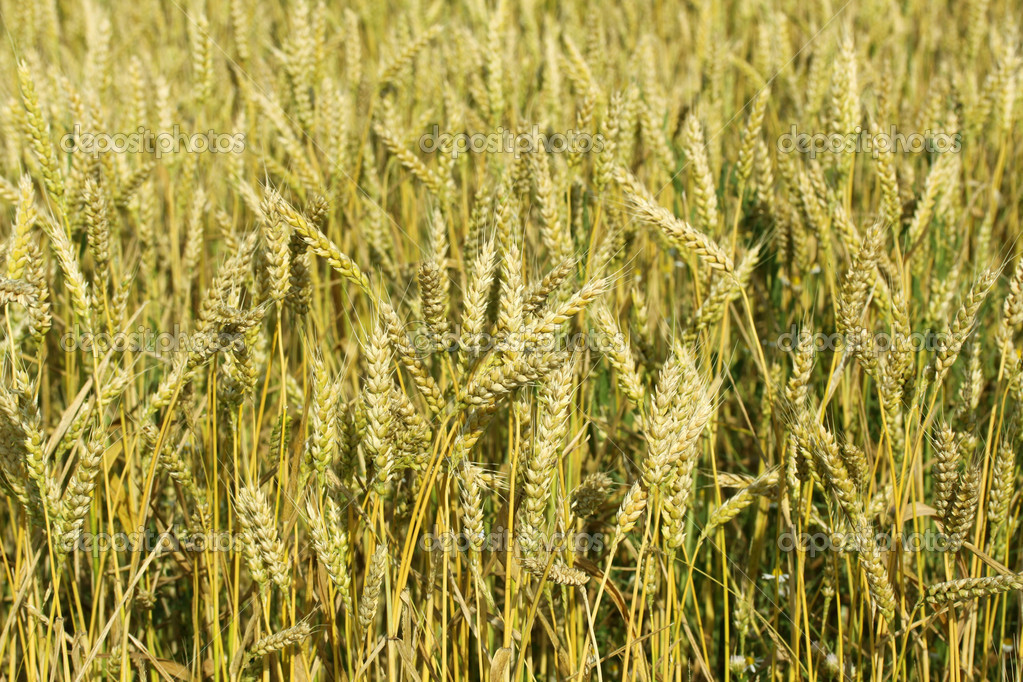 Pictures: wheat plant | Wheat plants — Stock Photo © minardi #12221080