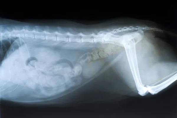 Cat Abdominal X-ray Stock Photo by ©chiyacat 12674623