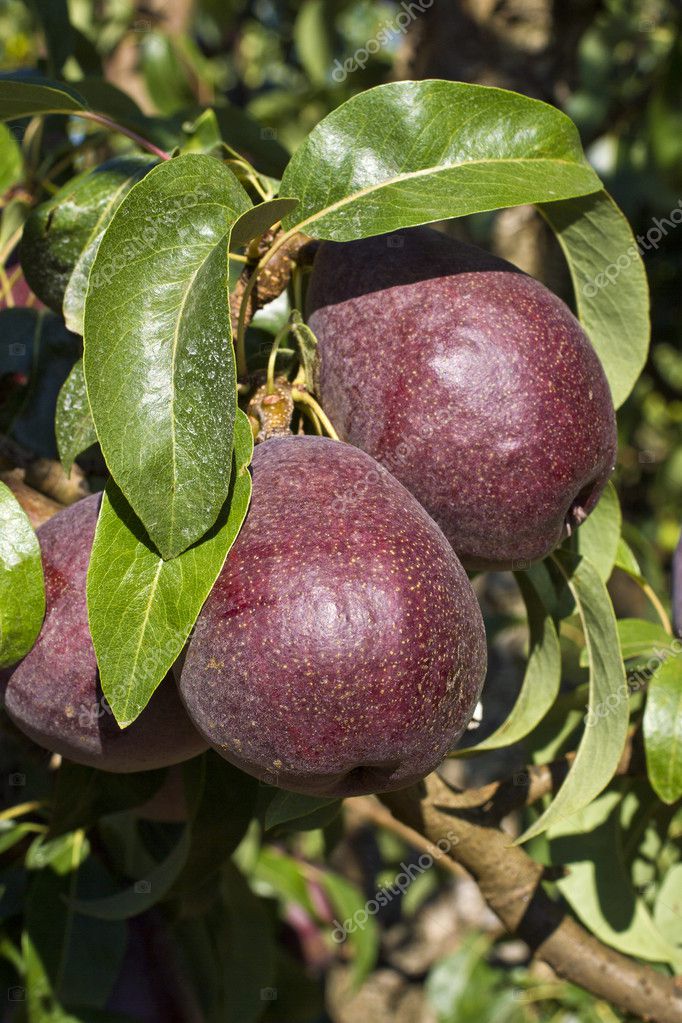 Purple Pear Orchard — Stock Photo © chiyacat #12676131
