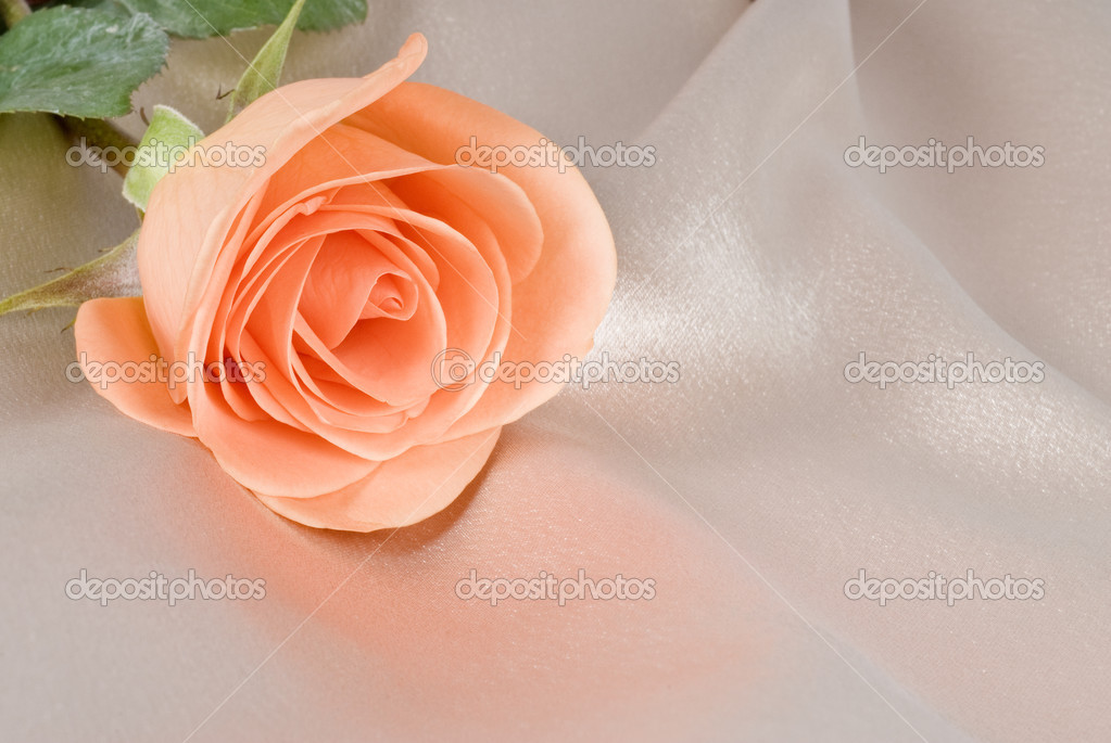 Rosa durazno en satén — Foto de stock © chiyacat #12676374