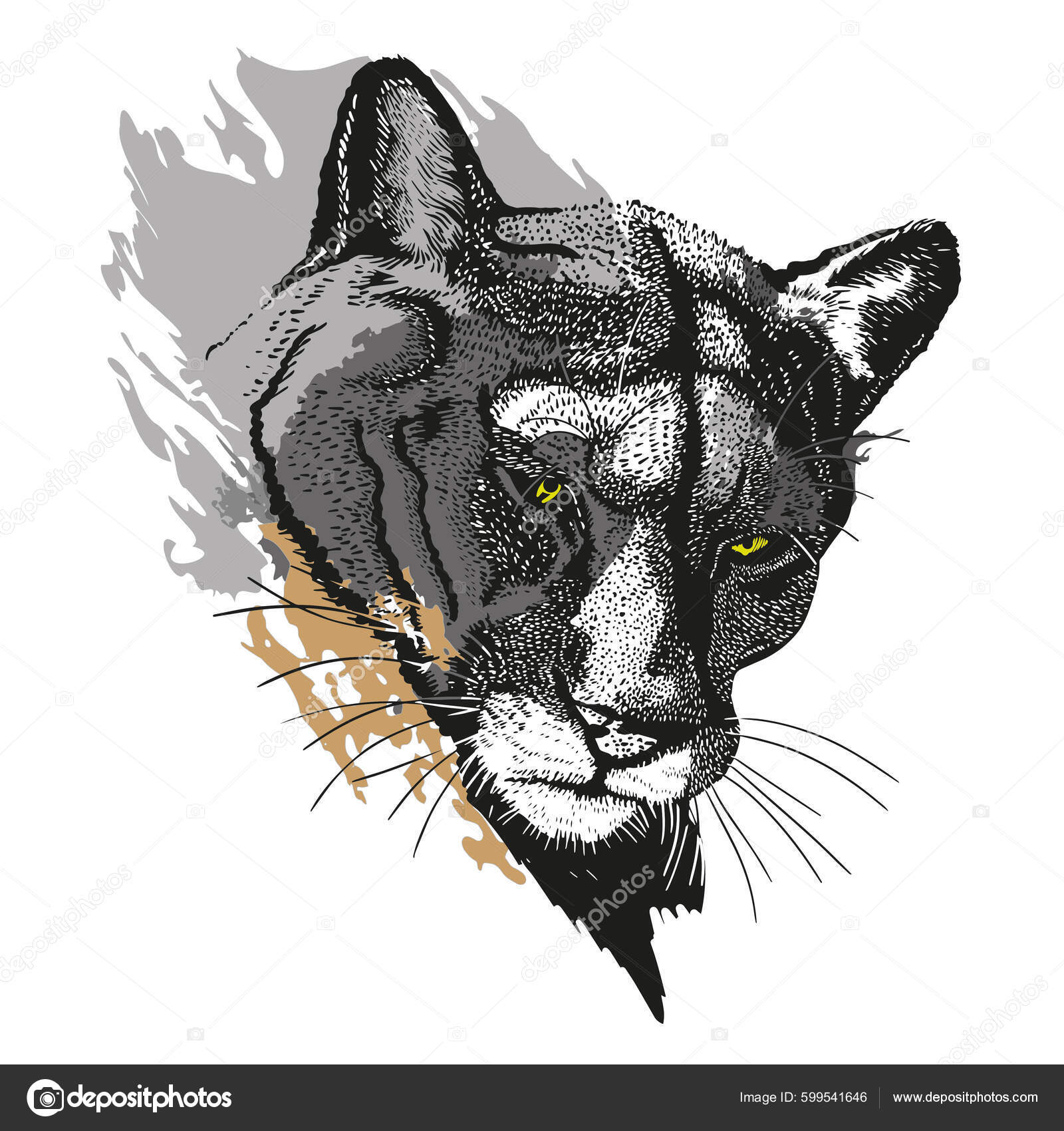 Puma Head Pencil Drawing Stock Vector by ©Alina_pal 599541646
