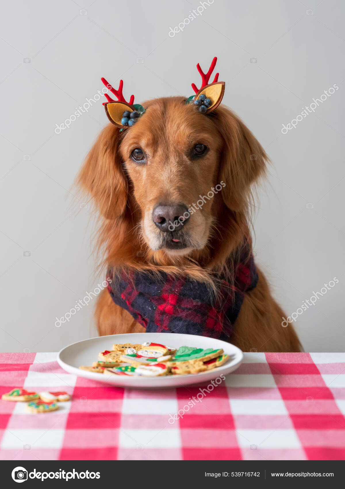 Golden Retriever Cookies Table — Stock Photo © chendongshan #539716742