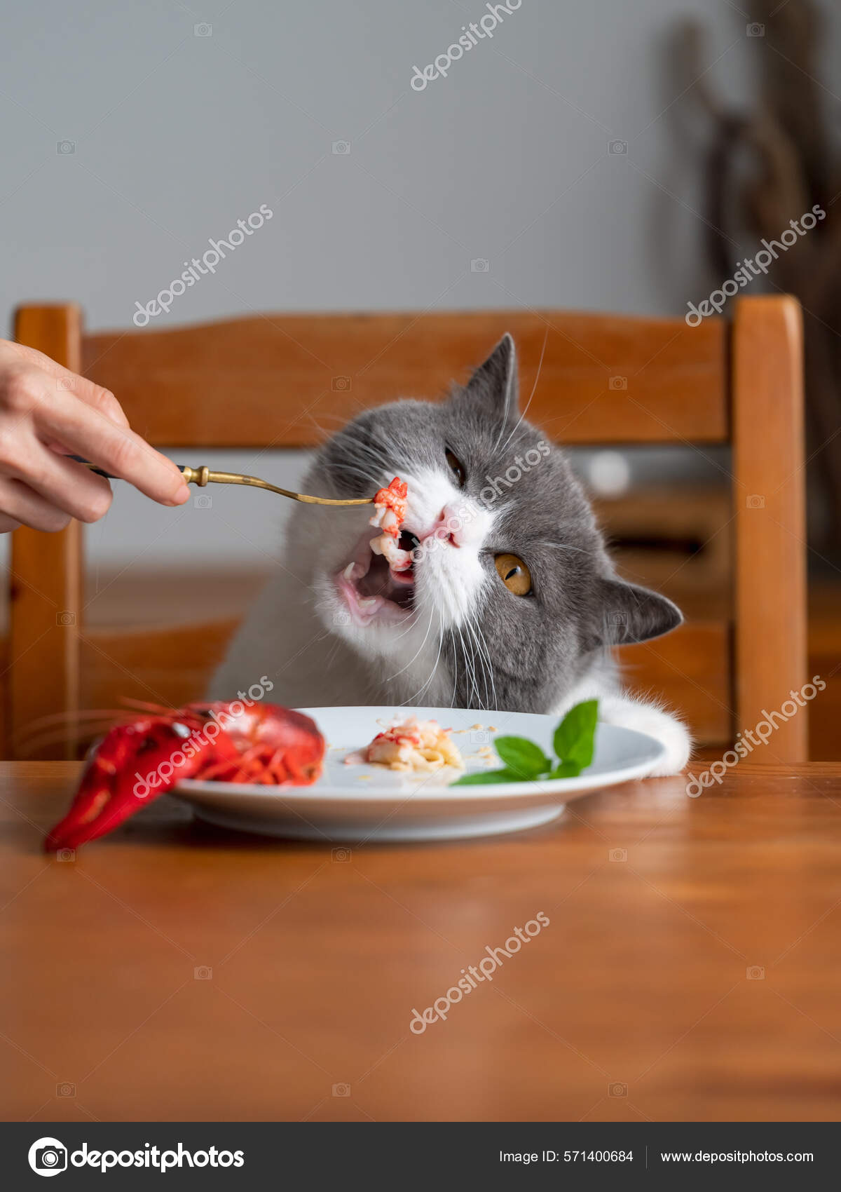 British Shorthair Cat Sitting Dining Table Eating — Stock Photo ...