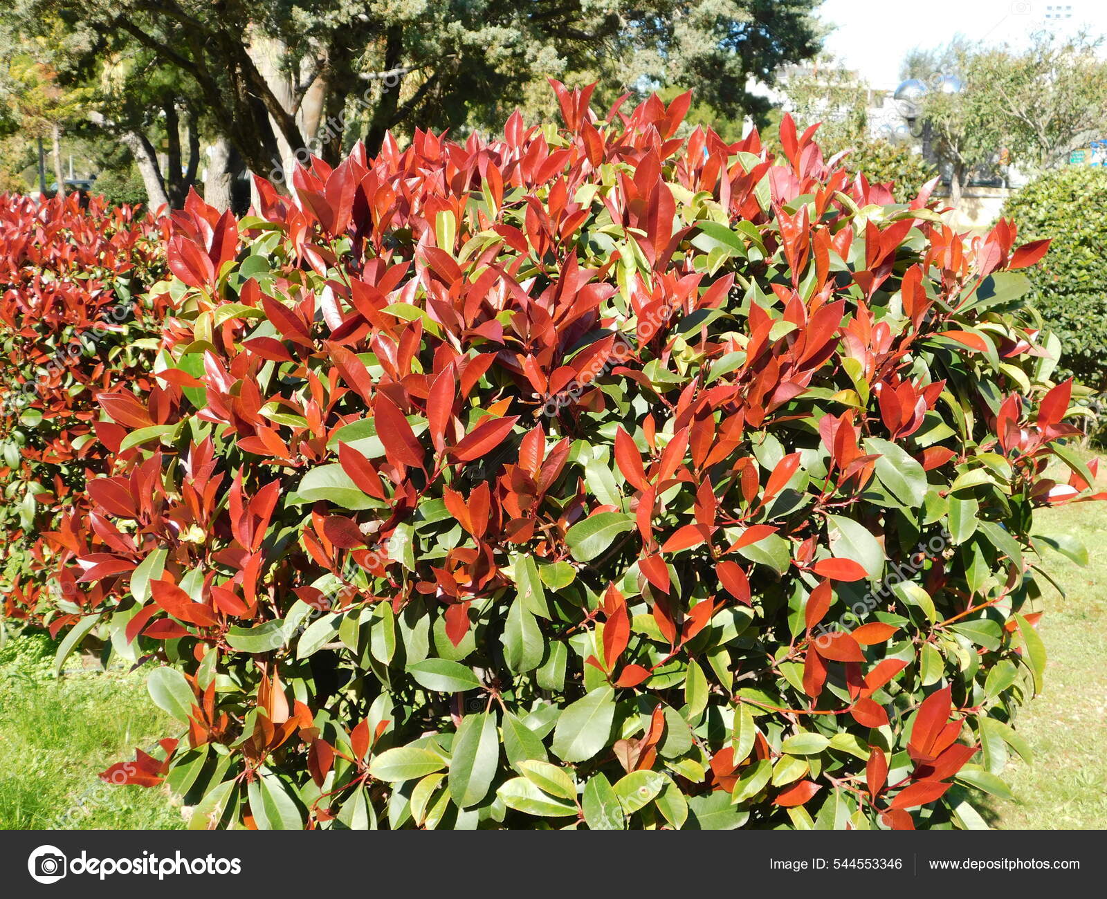 Photinia Fraseri Red Robin Shrub Red Green Leaves White Flowers — Stock ...