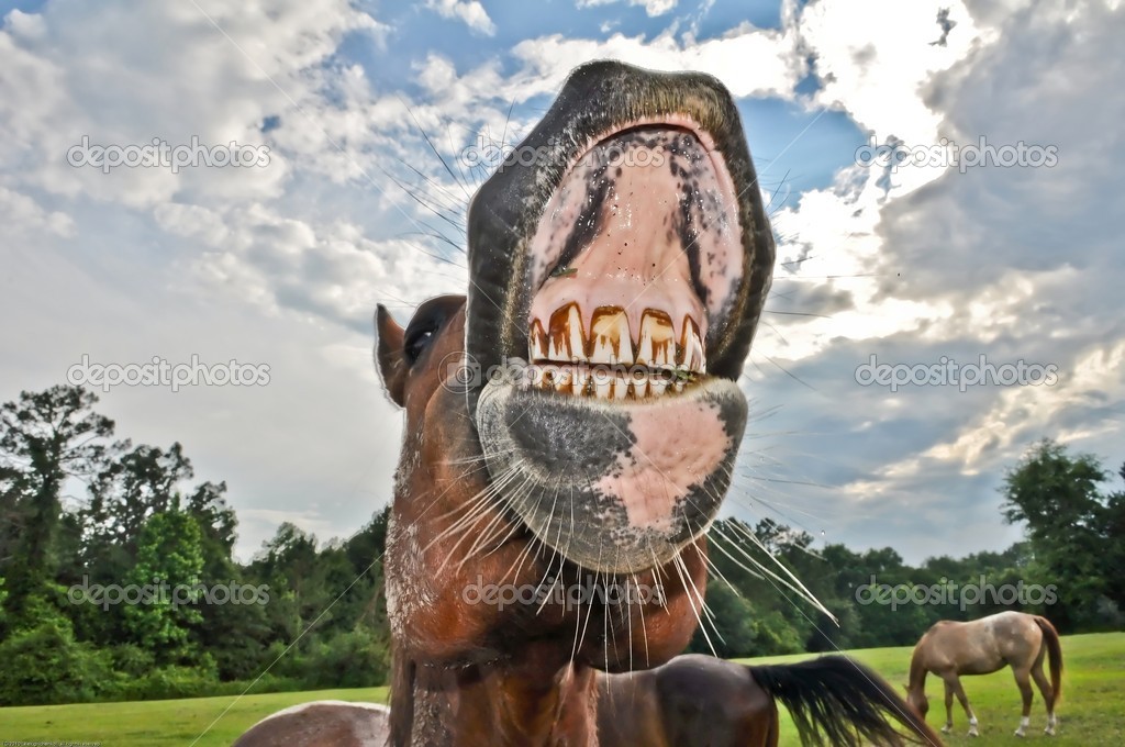 Cavalos engraçado sorriso com dentes feios — Fotografias de Stock ...