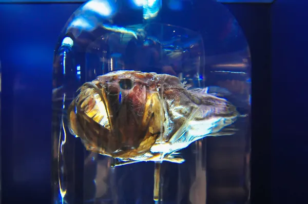 Lo más feo Stock Photos, Royalty Free Lo más feo Images | Depositphotos