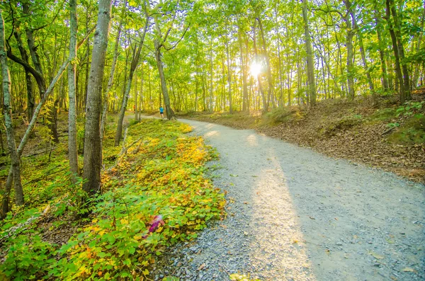 Beautiful autumn forest mountain stair path at sunset — Stock Photo ...