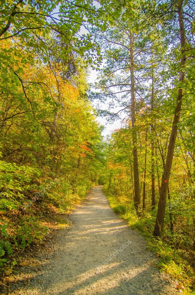 Beautiful autumn forest mountain stair path at sunset — Stock Photo ...