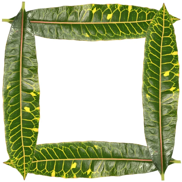 31,896 Jungle frame Images - Free & Royalty-free Stock Jungle frame ...