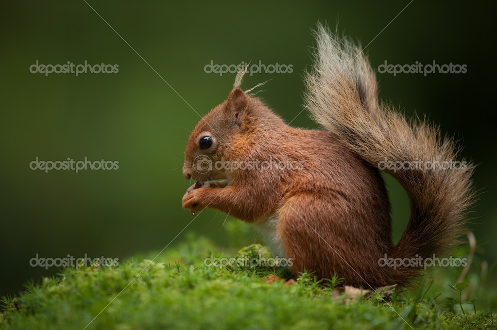 Red Squirrel — Stock Photo © Andy_Astbury #21579545