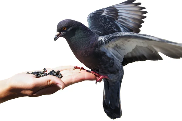Pigeon on hand Stock Photo by ©zatvor 1125806