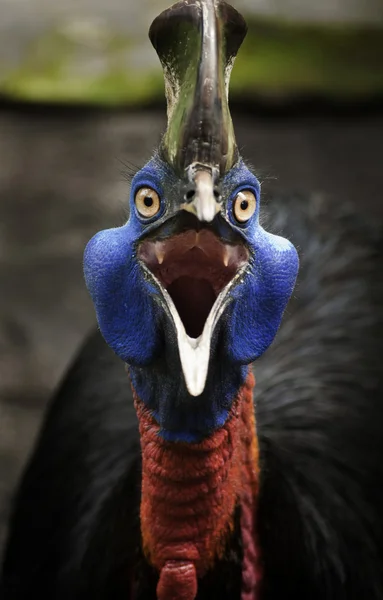 Cassowary na face Stock Photos, Royalty Free Cassowary na face Images ...