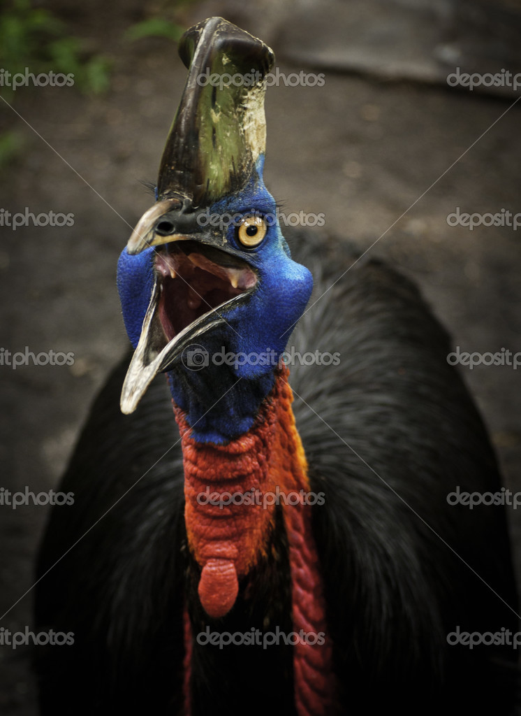 Angry Casuarius Stock Photo by ©Santonius 23739691