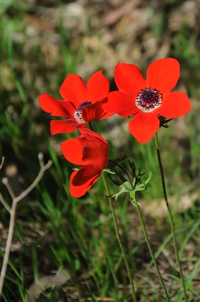 Red and black anemone Stock Photos, Royalty Free Red and black anemone ...