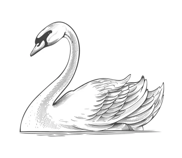 Cisne imágenes de stock de arte vectorial | Depositphotos