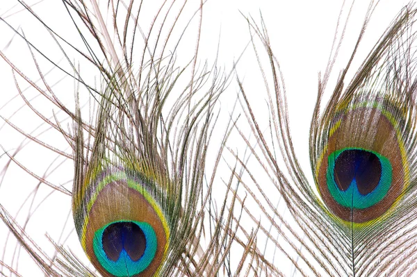 ᐈ Peacocks feathers stock pictures, Royalty Free peacock feathers ...