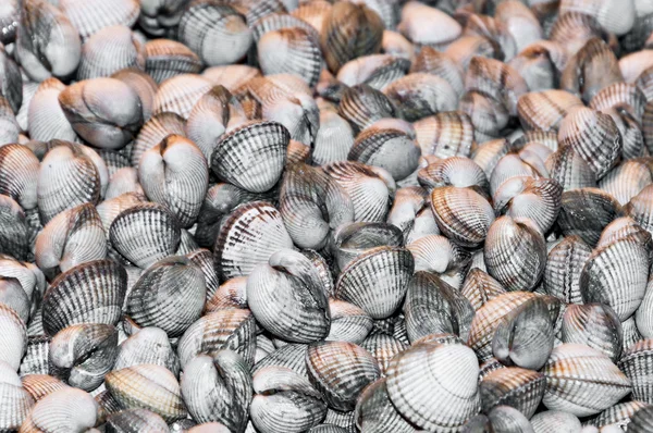 Coquilles de coques Stock Photos, Royalty Free Coquilles de coques ...