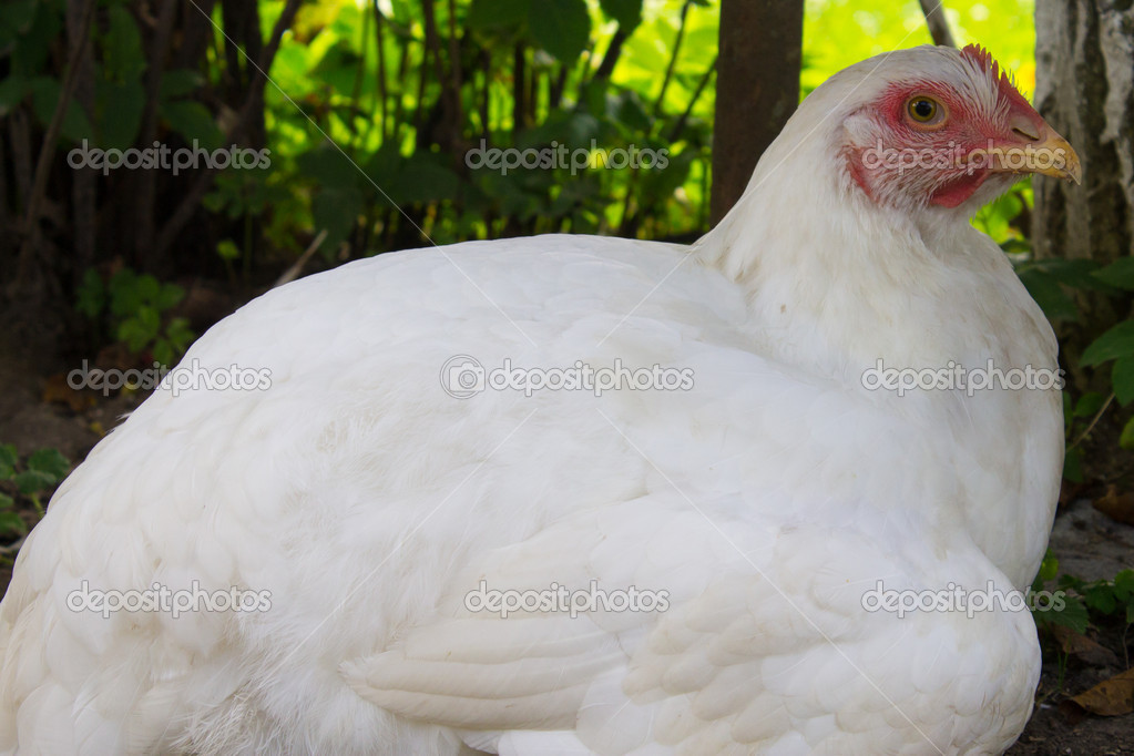 White chicken Stock Photo by ©Wonderwall 12082343