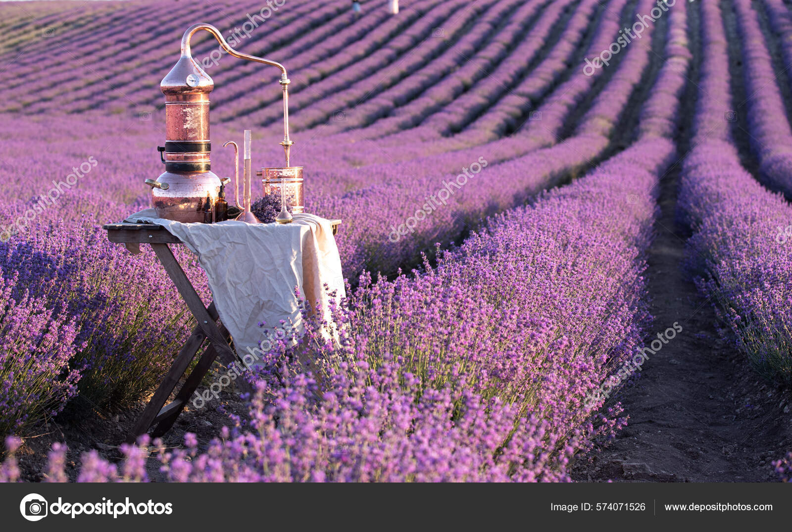 Doterra Lavender Field