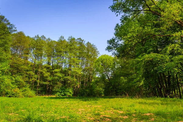 Forest glade Stock Photos, Royalty Free Forest glade Images | Depositphotos