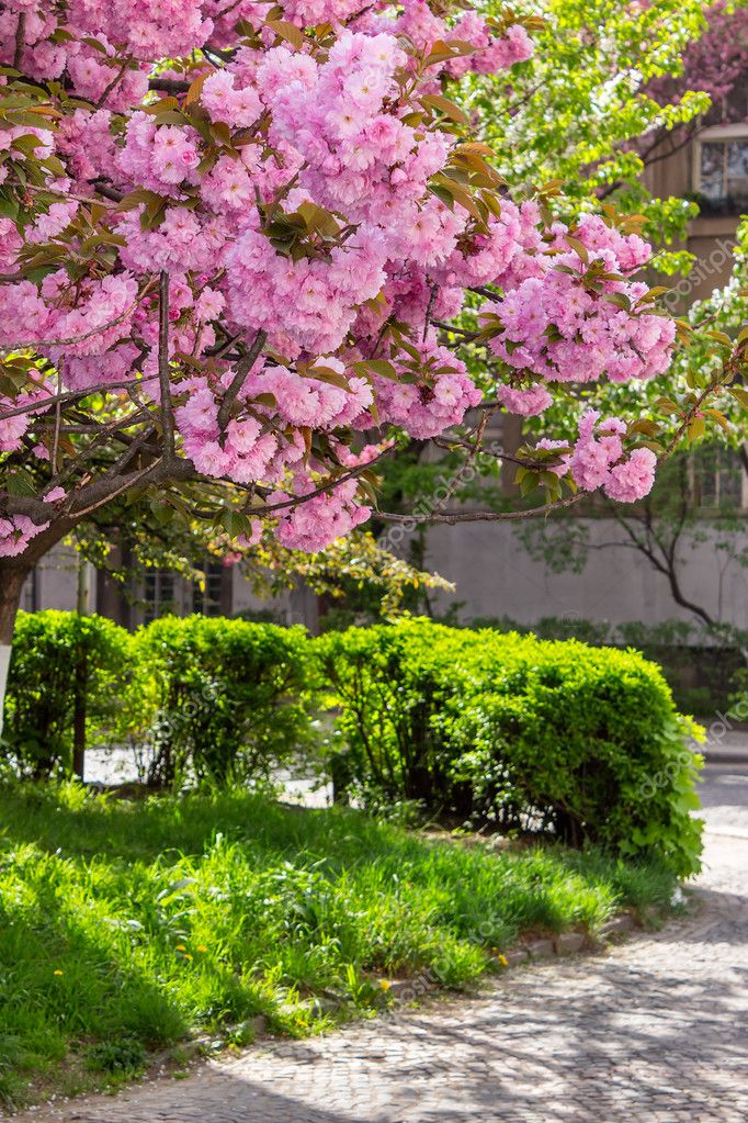 Pink flowers of sakura branches above grass — Stock Photo © pellinni ...