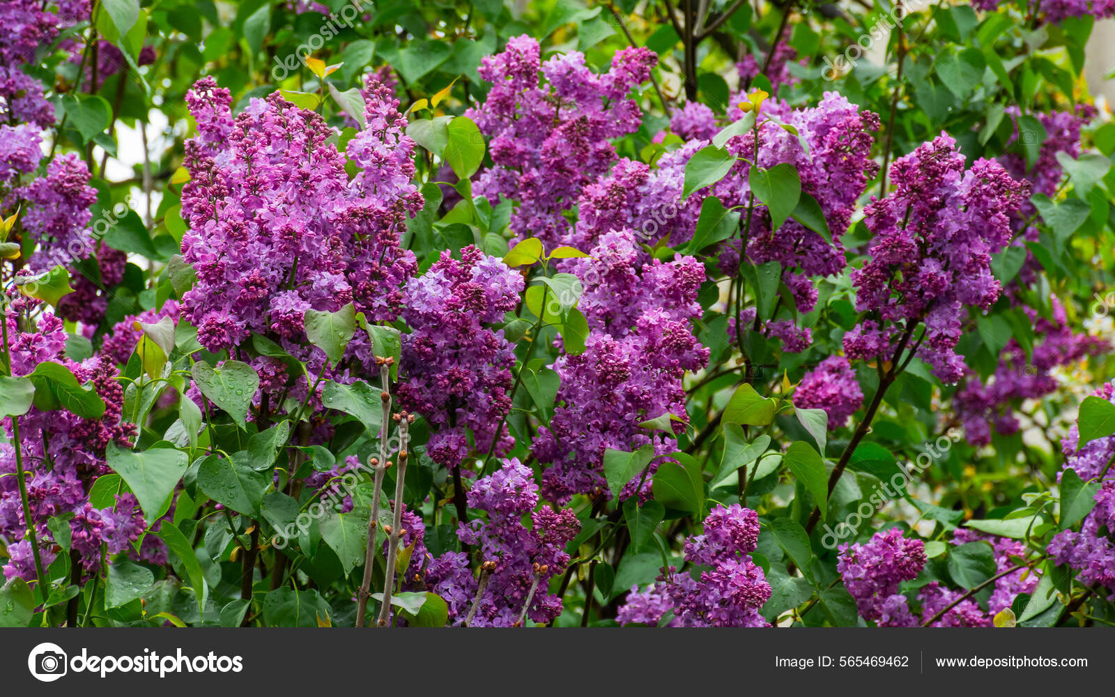Syringa Bush Blossom Beautiful Botanical Green Nature Background Spring ...