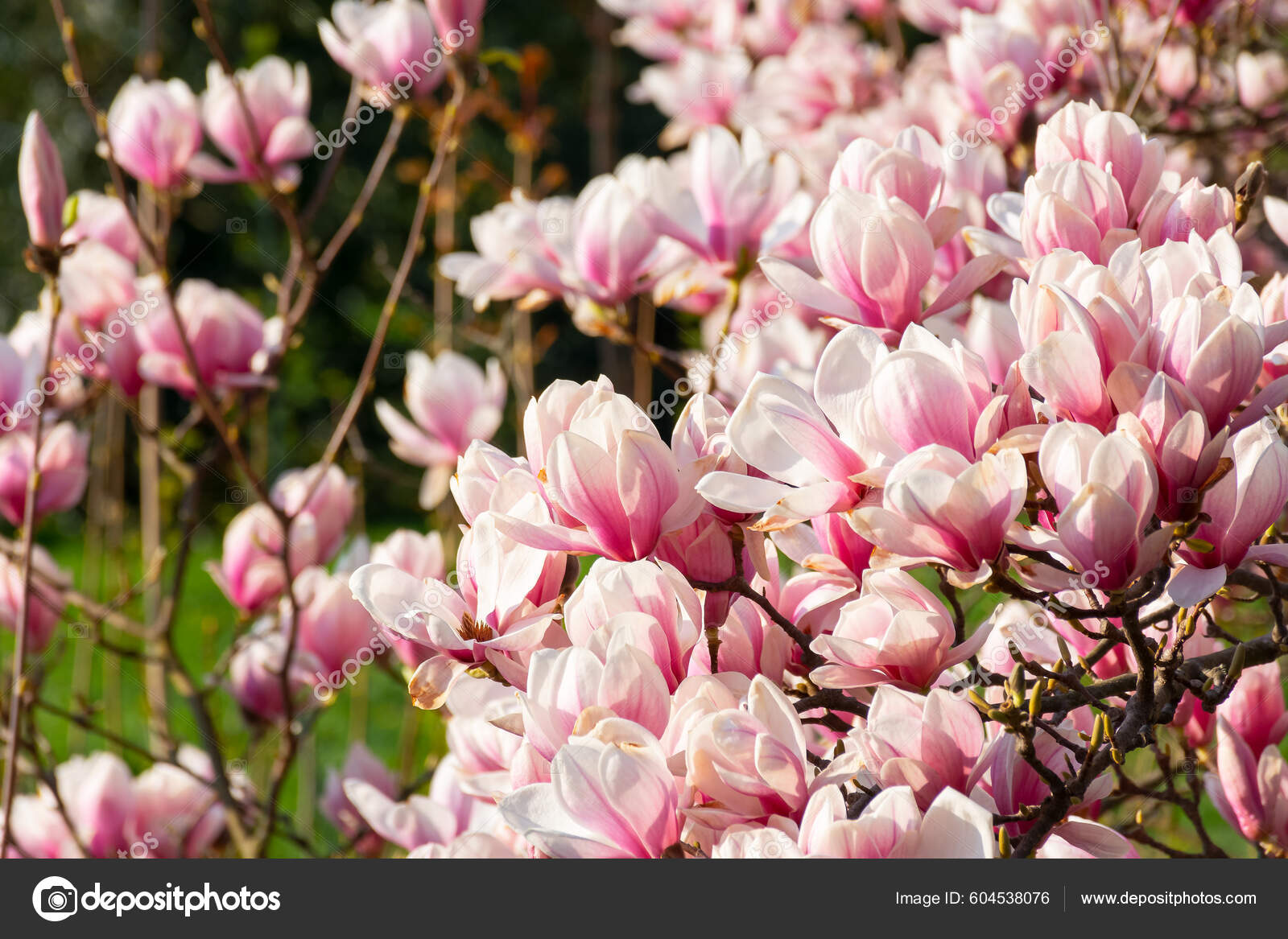 Magnolia Blossom Botany Background Flower Branch Nature Background ...