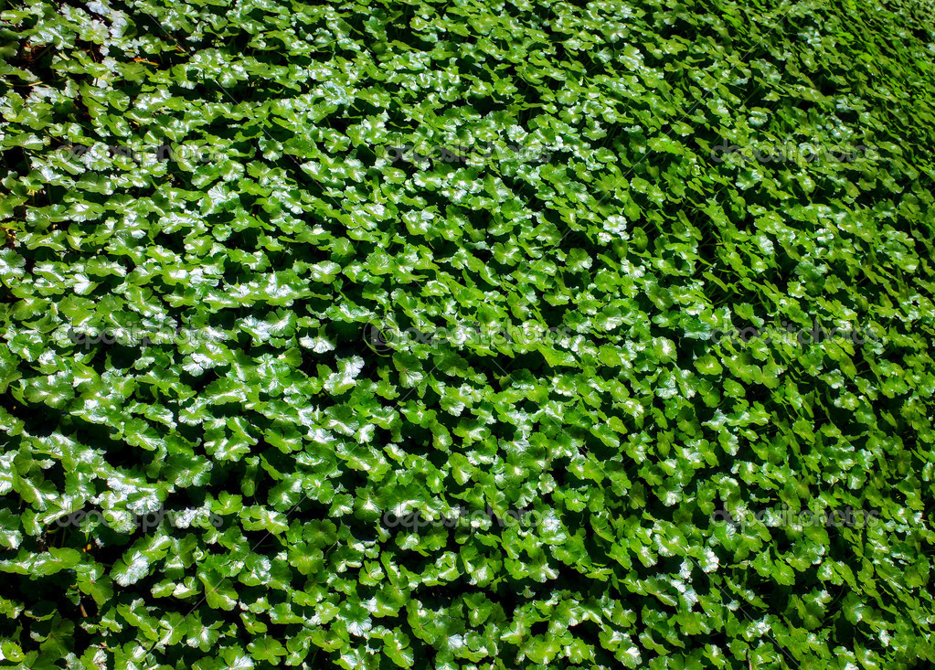 English Garden Ivy Wall Backdrop — Stock Photo © wolterke #14219653