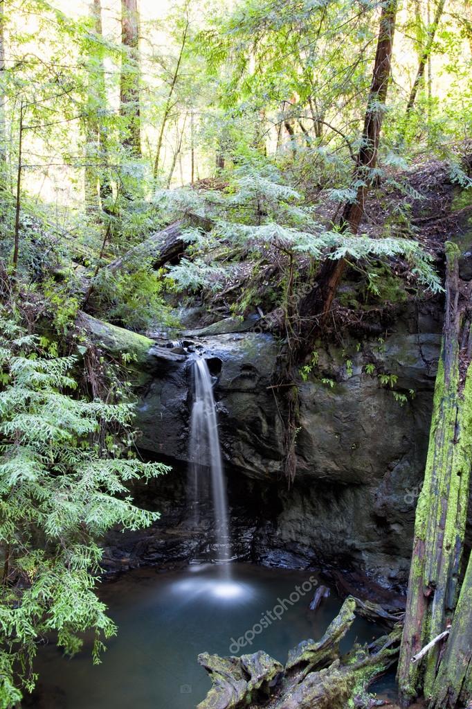 Sempervirens Falls in Big Basin Redwoods State Park, California Stock ...