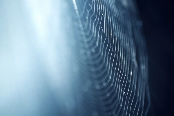 Cobweb Stock Photos, Royalty Free Cobweb Images | Depositphotos