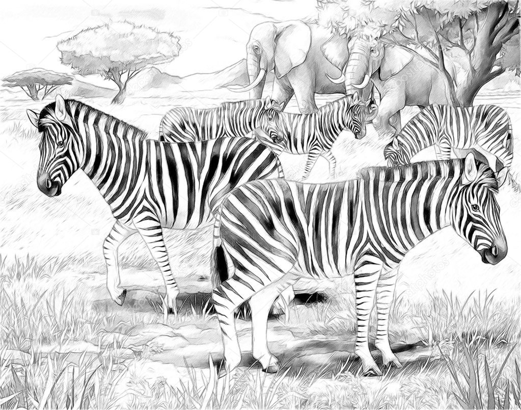 Safari - Zebras and elephants - coloring page- illustration for the ...
