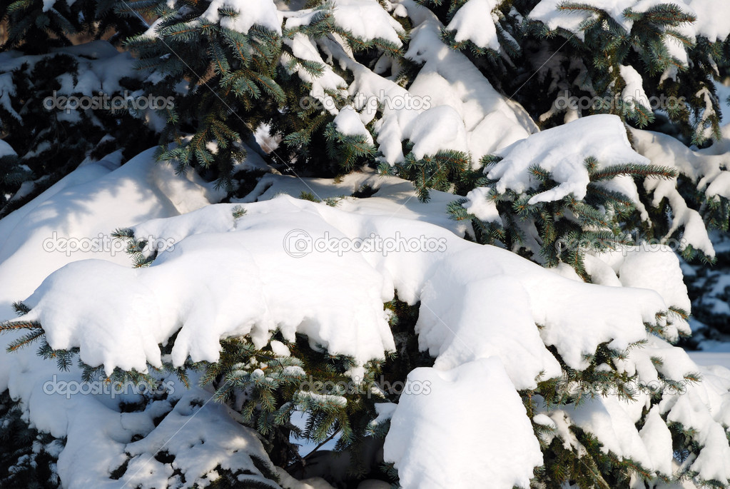 Background from a fur-tree covered with snow Stock Photo by ©soleg 12118348