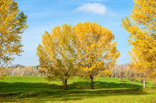 Two trees Stock Photos, Royalty Free Two trees Images | Depositphotos