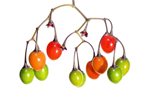 200+ imagens de Frutas venenosas sem royalties | Depositphotos