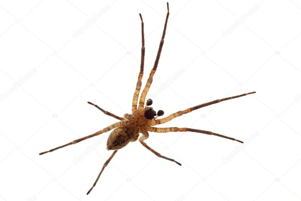 Under wolf spider Stock Photo by ©smithore 13379838