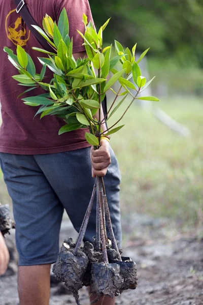 People planting tree Stock Photos, Royalty Free People planting tree ...