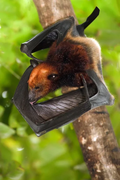 Flying fox bat — Stock Photo © smithore #13384028
