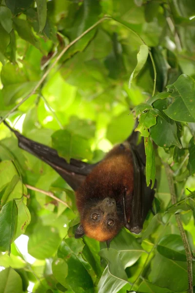 Flying fox bat — Stock Photo © smithore #13384028