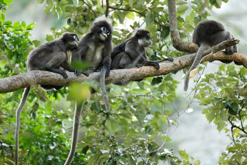 Tropical Dry Forest Monkeys