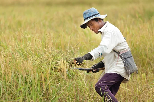 Man planting rice Stock Photo by ©smithore 43287827
