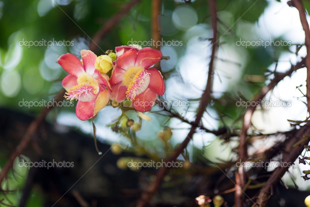 Shorea Robusta flower Stock Photo by ©smithore 30396793